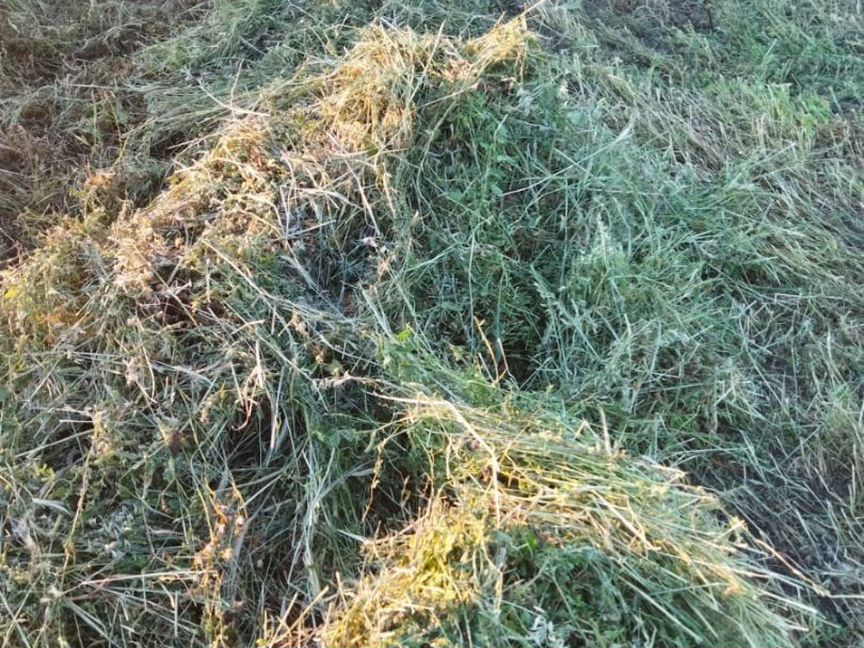 Сено в рулонах