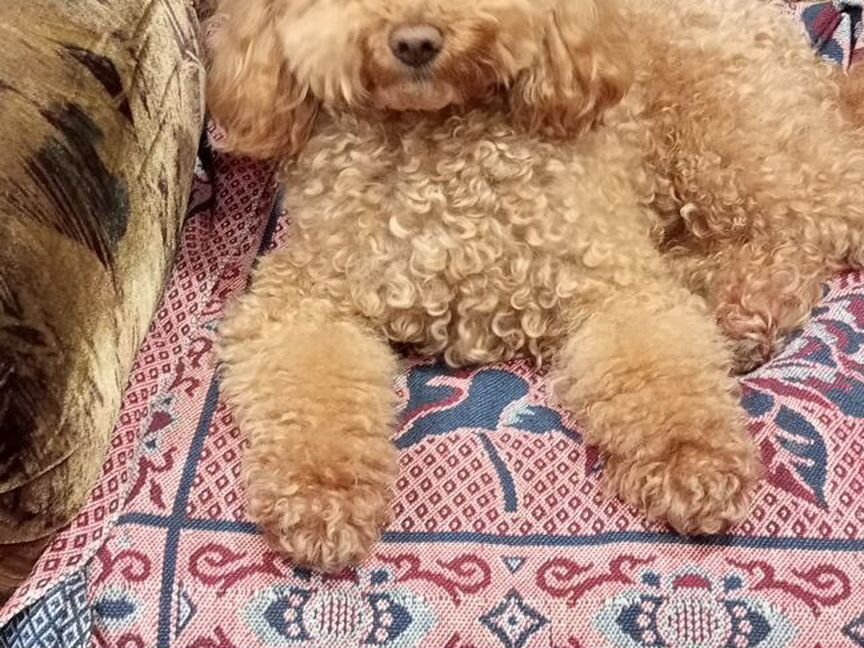 Мальчик пудель 3 года ищет подругу