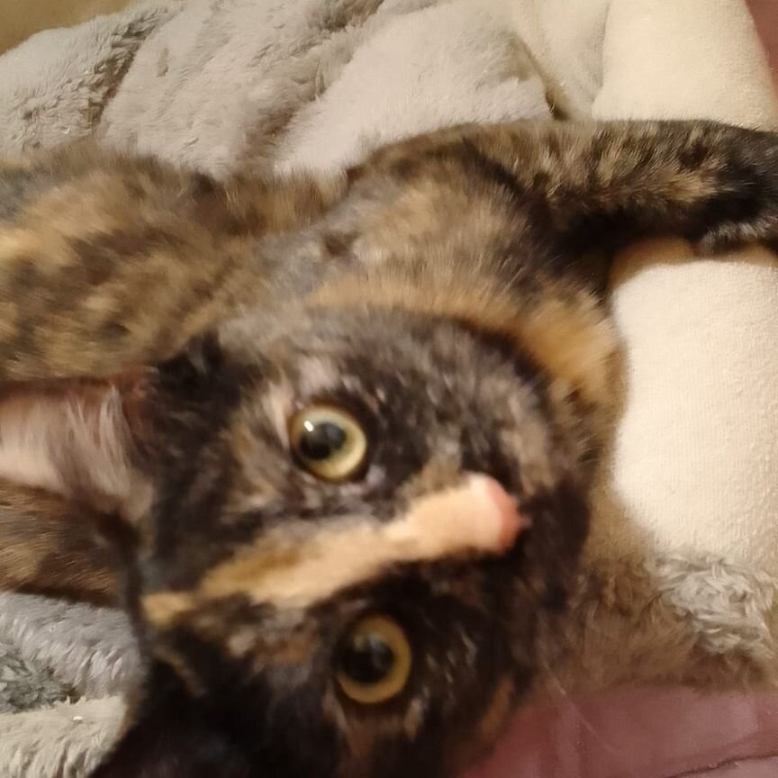 Котенок очень хочет домой