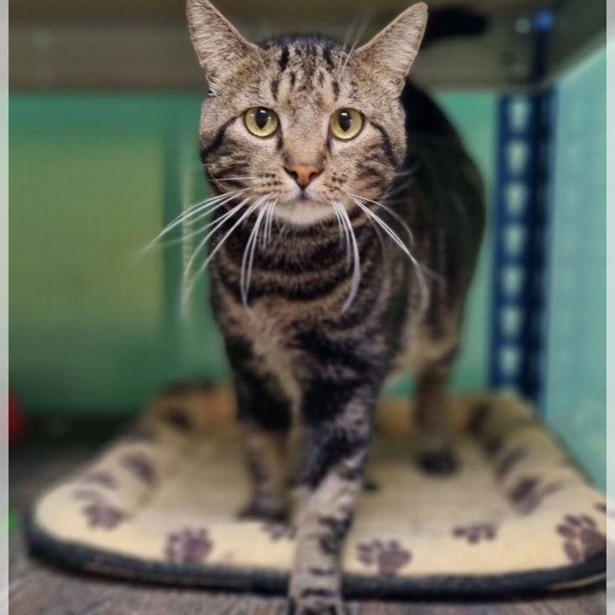 Взрослый кот в добрые руки