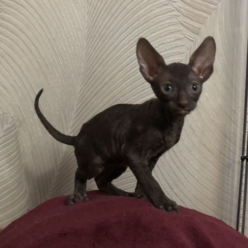 Котята корниш-рекс