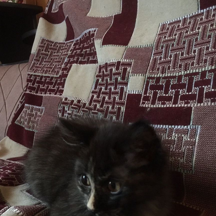 Отдам в добрые руки