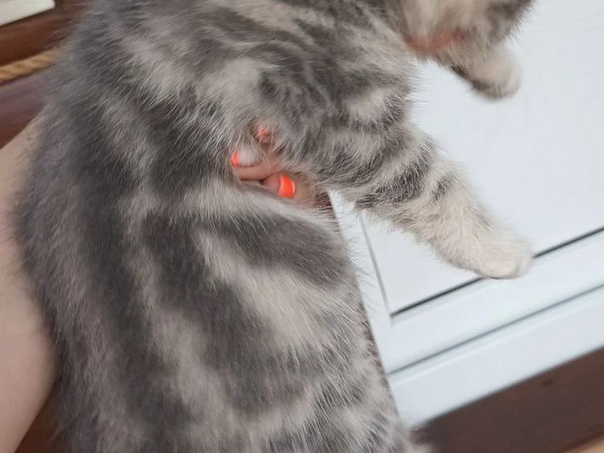 Шотландские котята