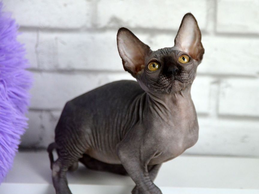 Канадский сфинкс. Лекс