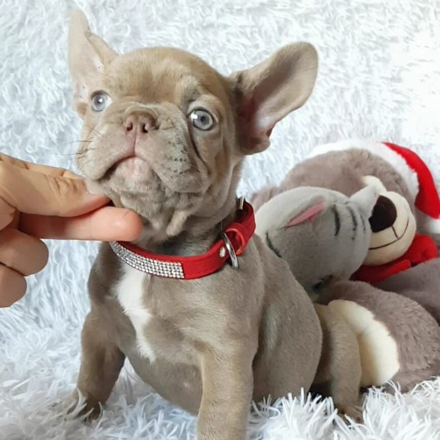 Изабелла булочка девочка