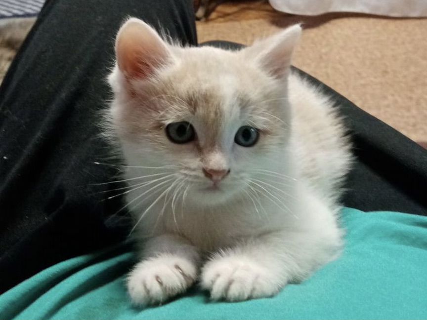 Котята в добрые руки бесплатно