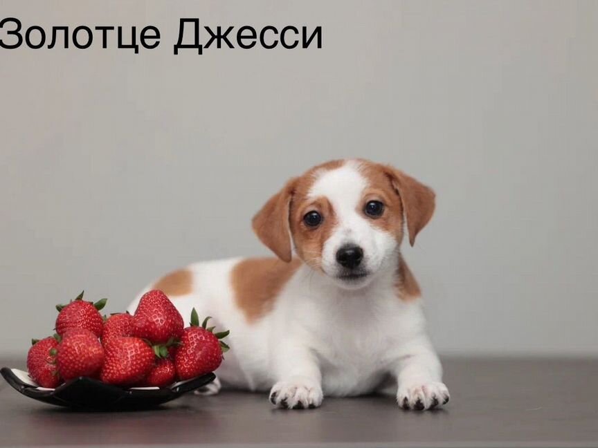 Джек Рассел терьер - высокопородные щенки