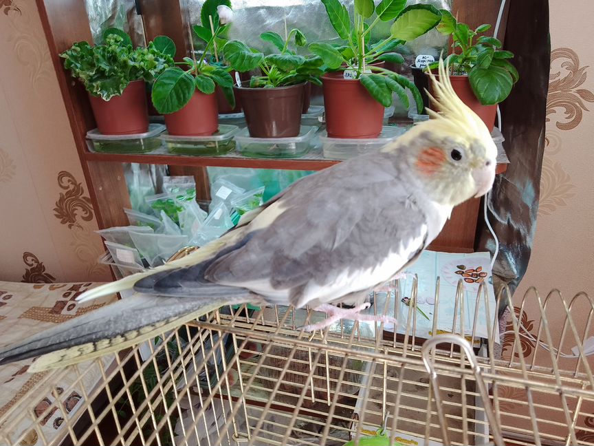 Попугай корелла бесплатно