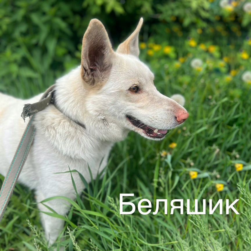 Собака в добрые руки