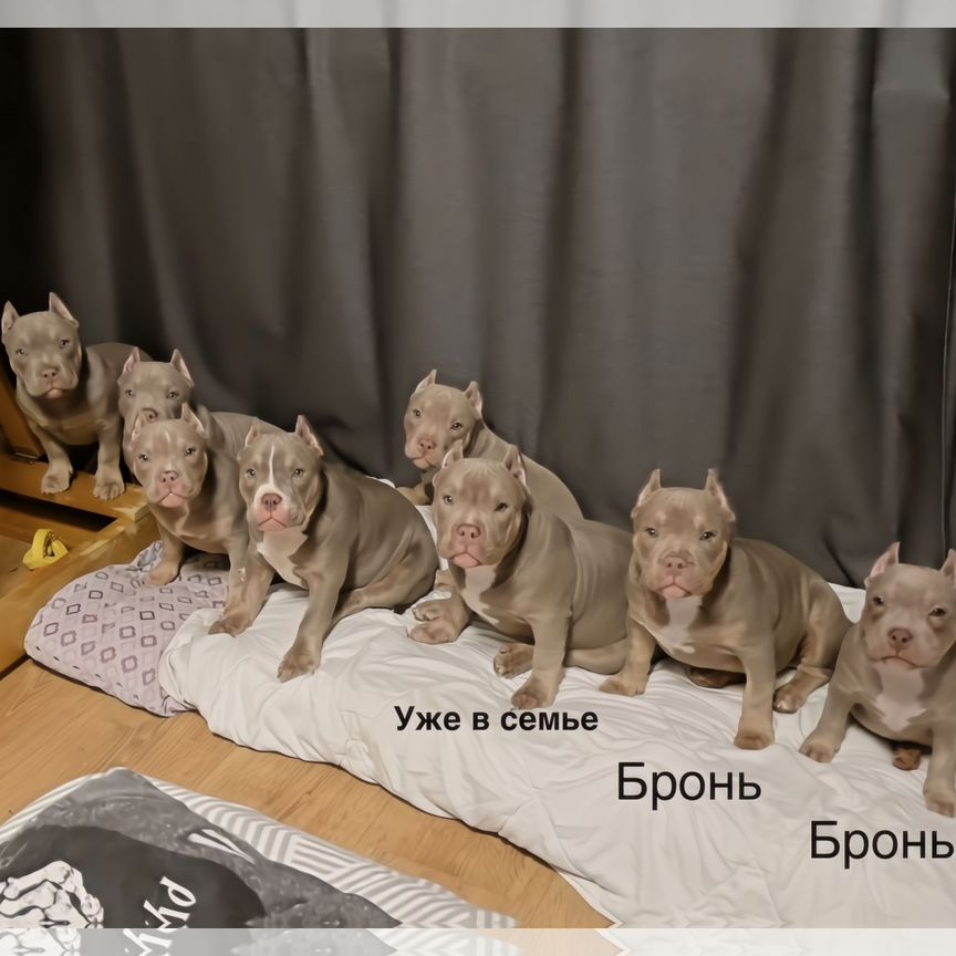 Американский булли, щенок