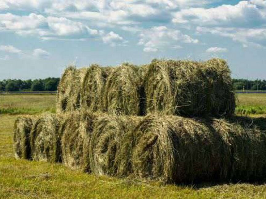 Сено Оптом с доставкой