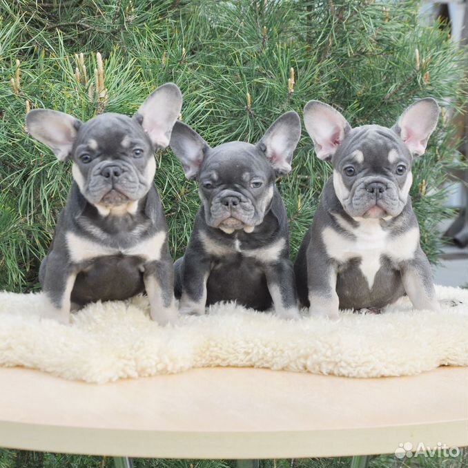 Щенки французского бульдога голубо-подпалые
