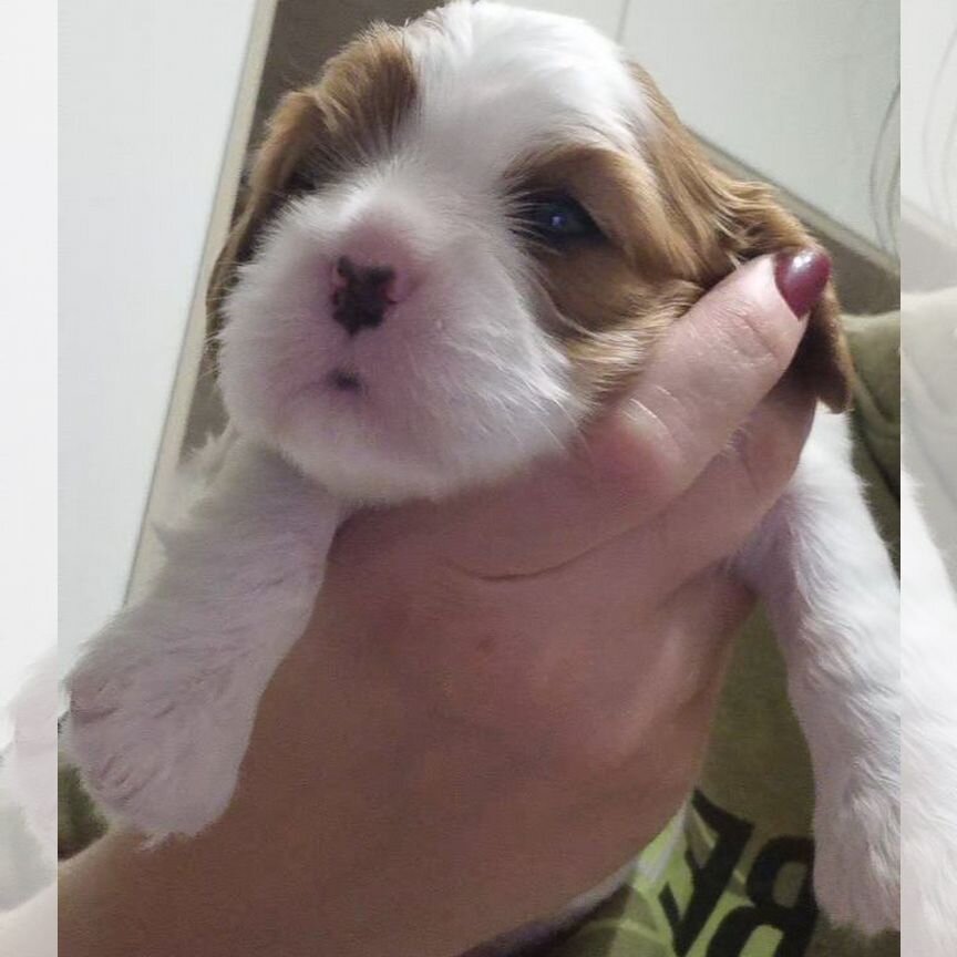 Кавалер кинг-чарльз-спаниель, щенок