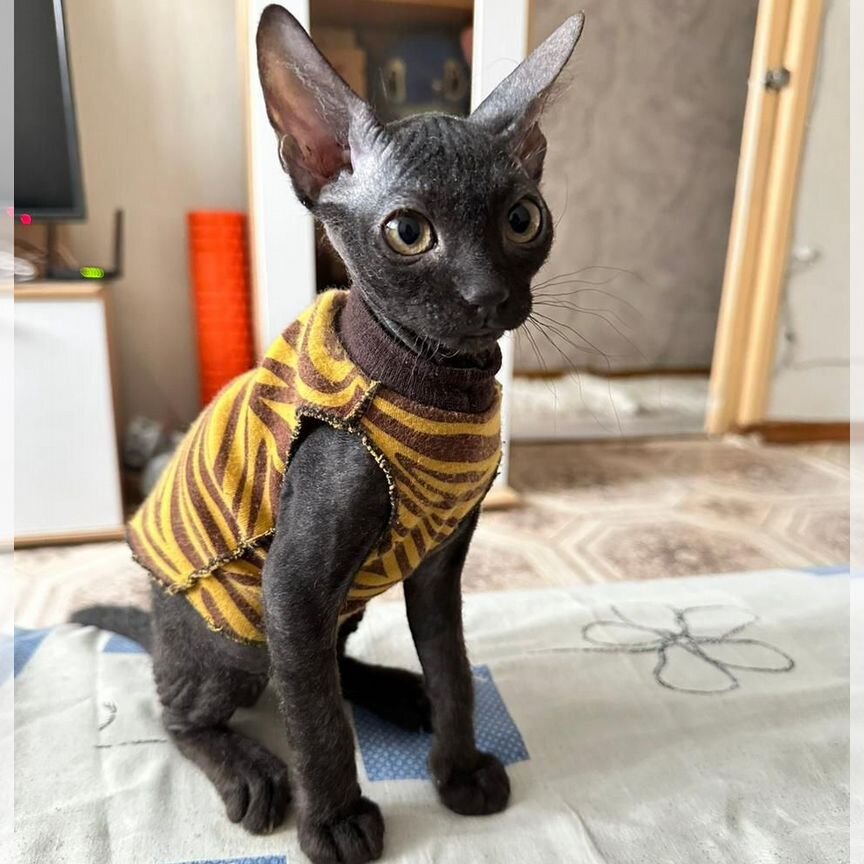 Котята Донского сфинкса браш