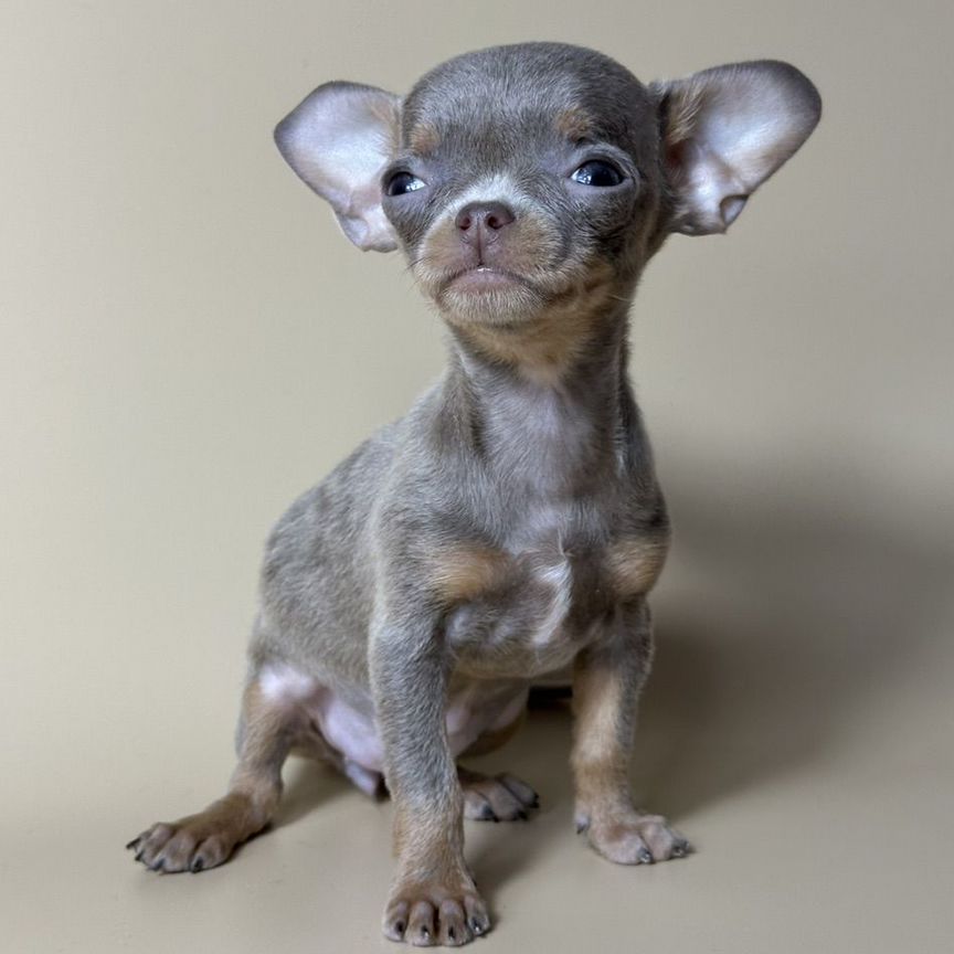 Русский той-терьер, щенок