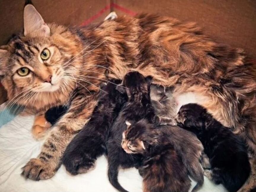 Мейнкун котята