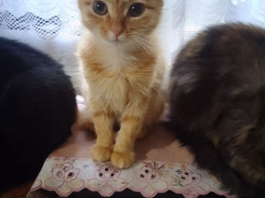 Рыжий котенок в добрые руки бесплатно