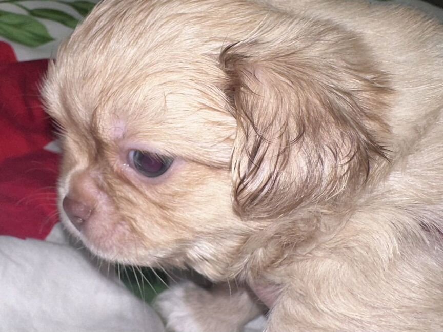 Крошка мальчик " блондин "