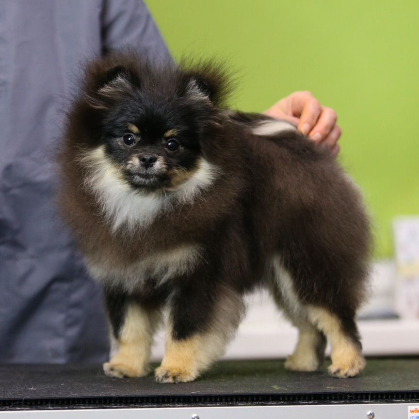 Черно-подпалая девочка