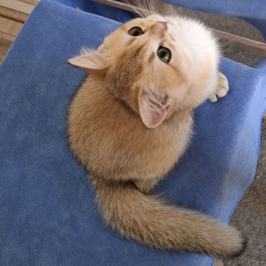 Кошечка британской шиншиллы