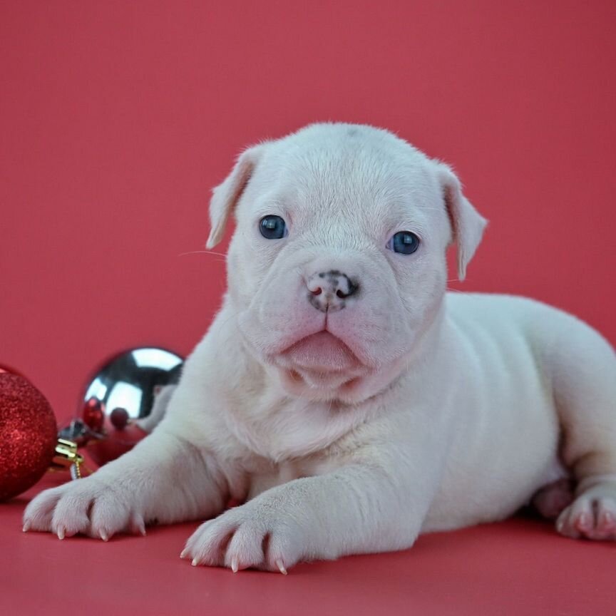 Американский булли, щенок
