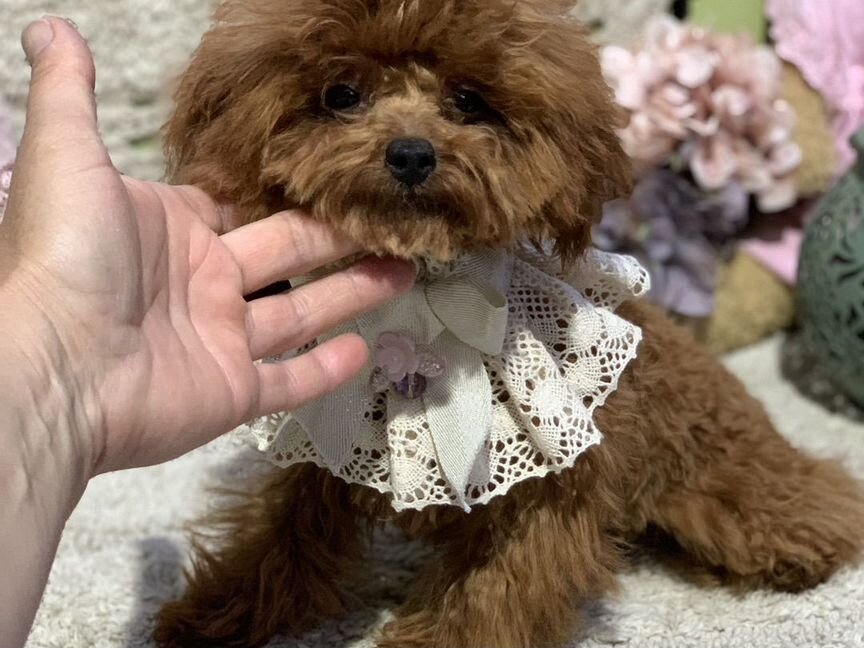 Мини девочка тикап пудель из Китая