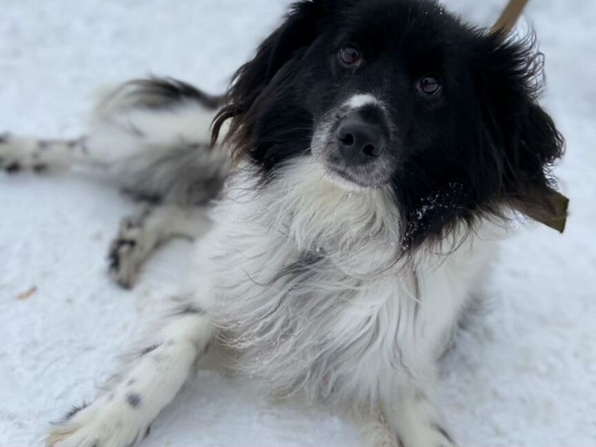 Белый Бим - метис спаниеля из приюта