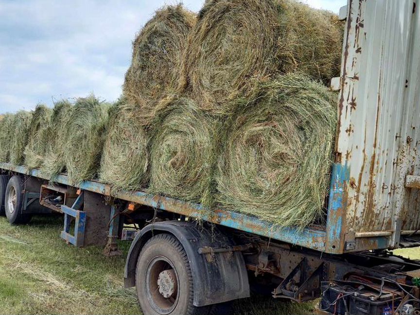 Сено в рулонах 2023