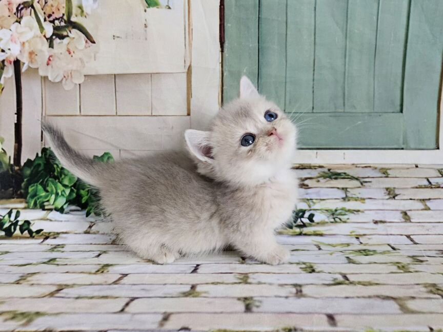 Коротколапые котята