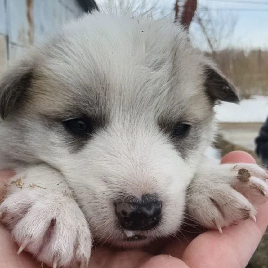 Щенок в добрые руки