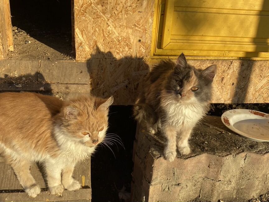 Котята в добрые руки