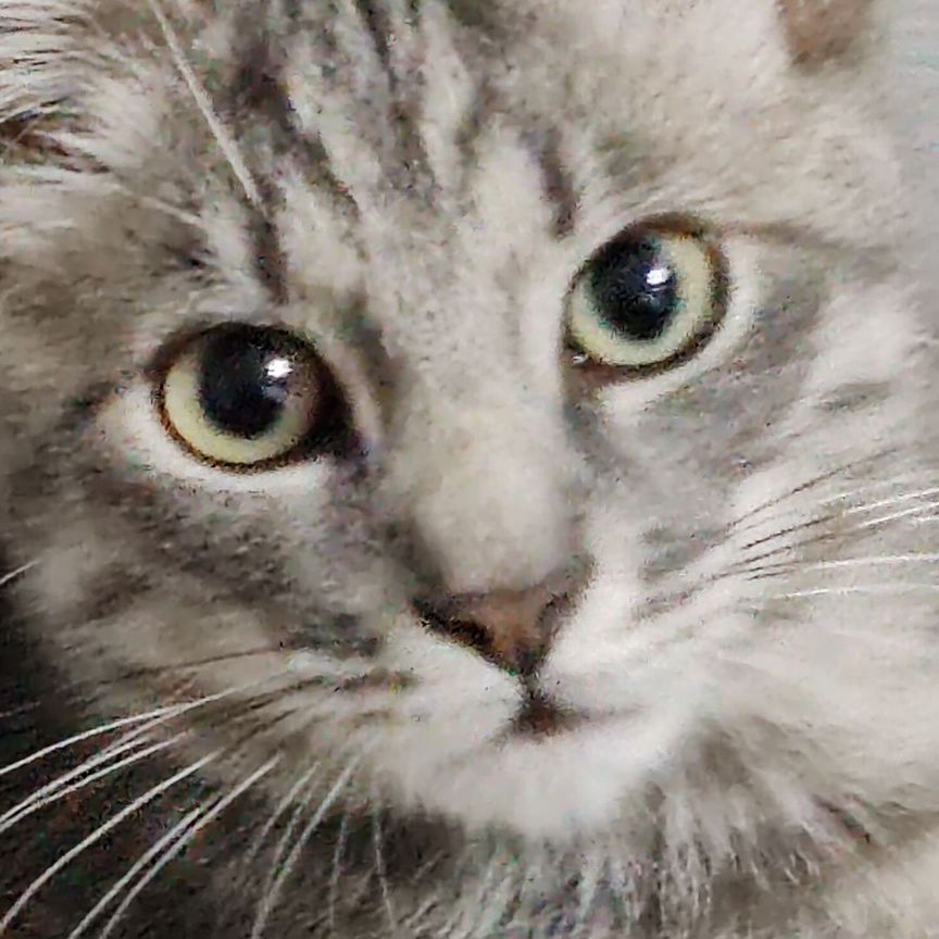 Котенок ищет дом