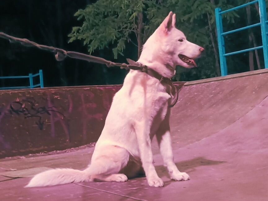 Собаки