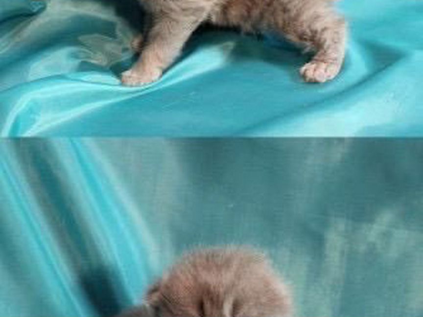 Шотландские вислоухие котята