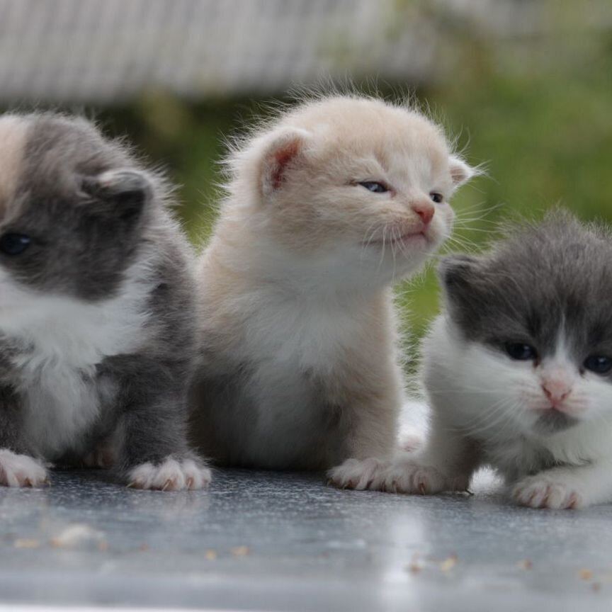 Пушистые и Смелые