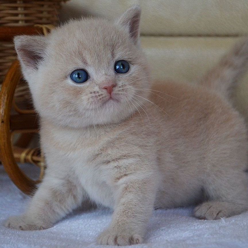 Шотландский мальчик