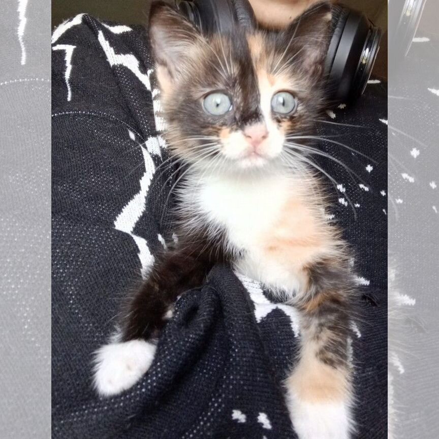 Котенок