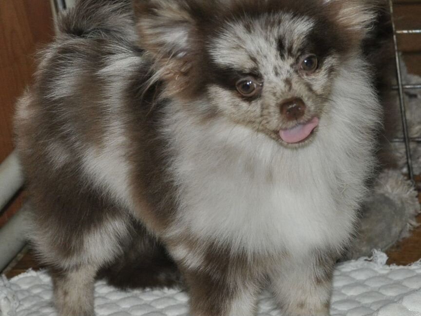 Помераночка 6 мес