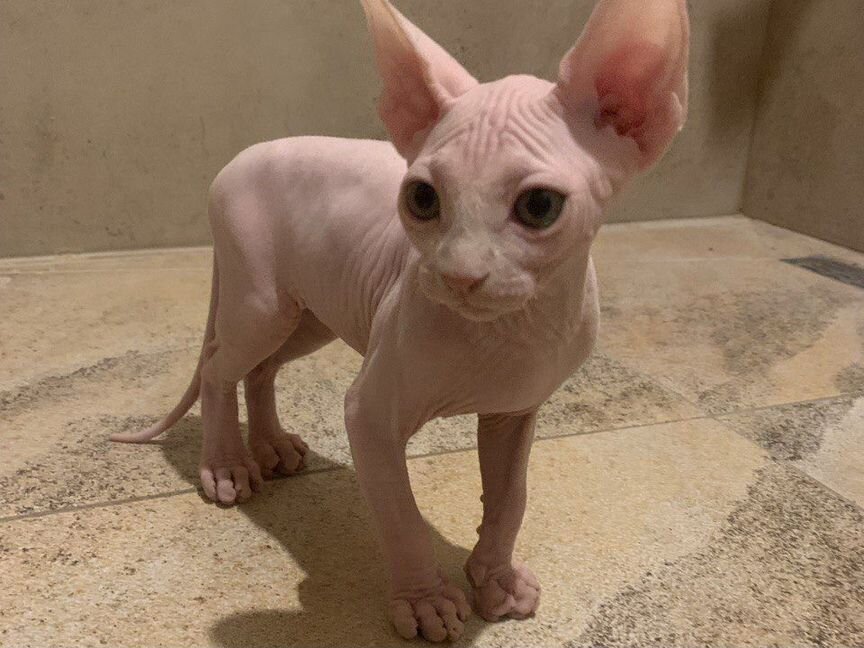 Канадский сфинкс котенок