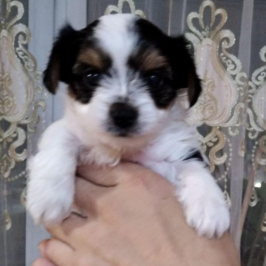 Бивер-йоркширский терьер, щенок