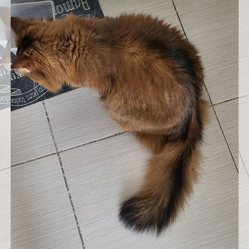 Лися ищет дом