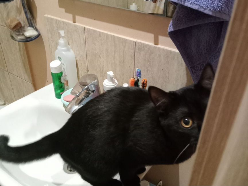 Черный кот или шотландец с прямыми ушами