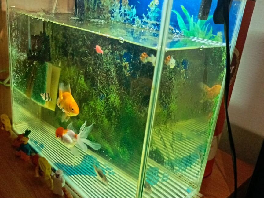 Аквариум с рыбками