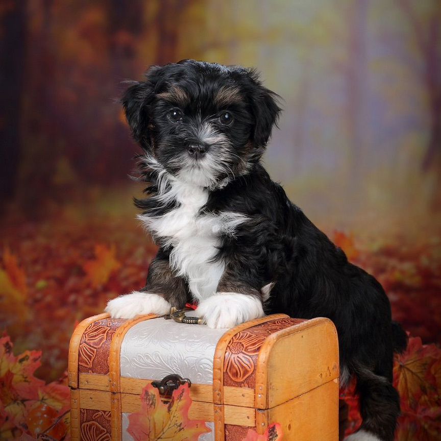 Хаванез, Кубинские Болонки