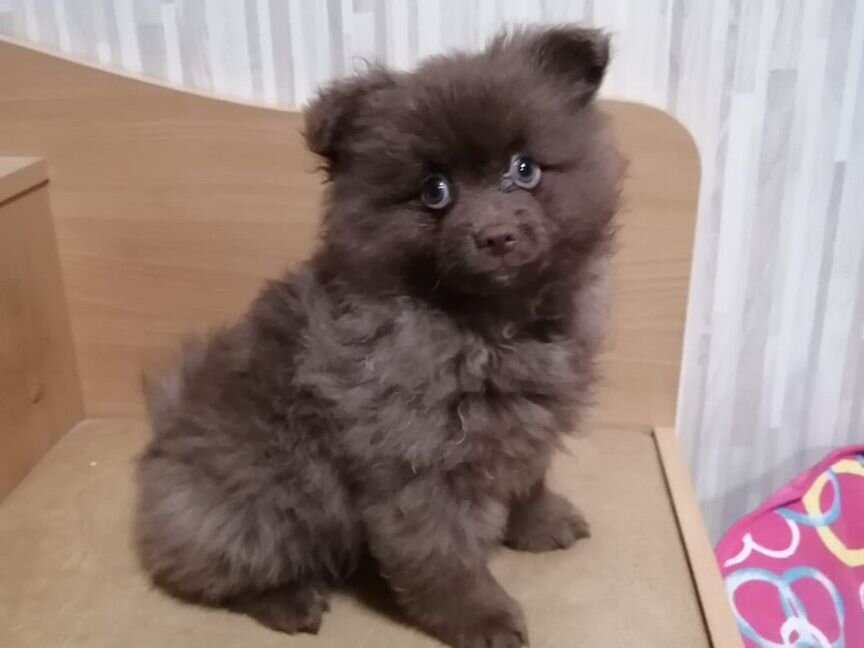 Шоколадный мишка Барни