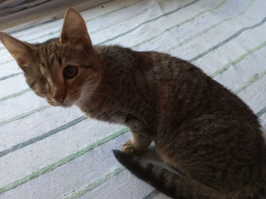 Котенок ласковый скромняшка