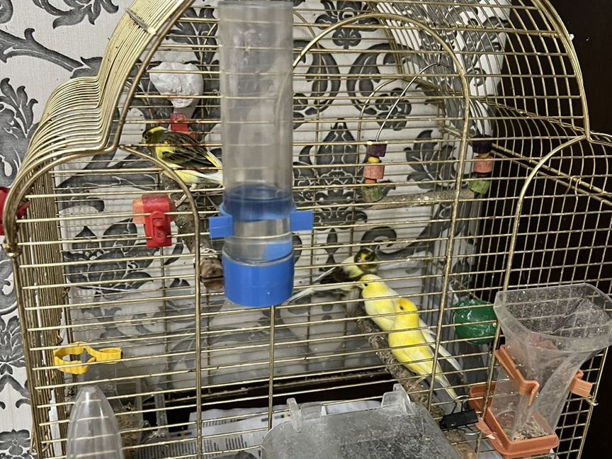 Кенара и канарейки