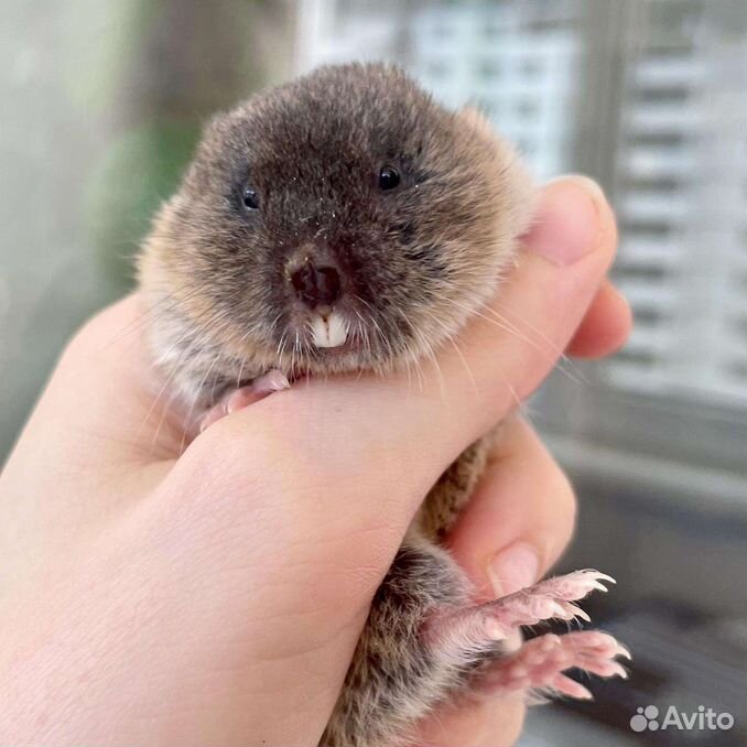 Восточная слепушонка