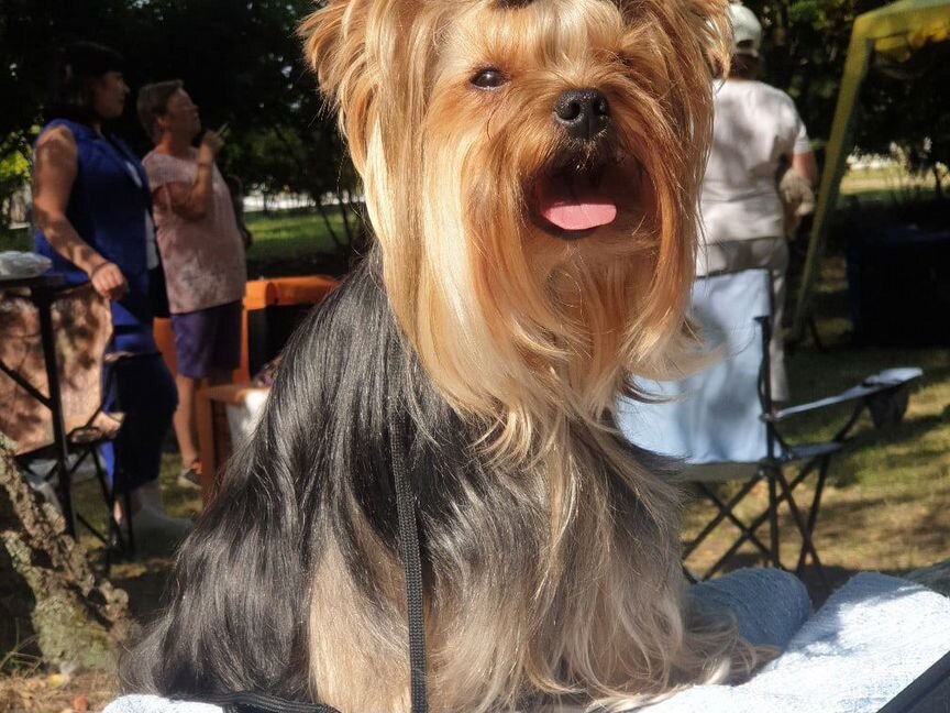 Йоркширский терьер вязка