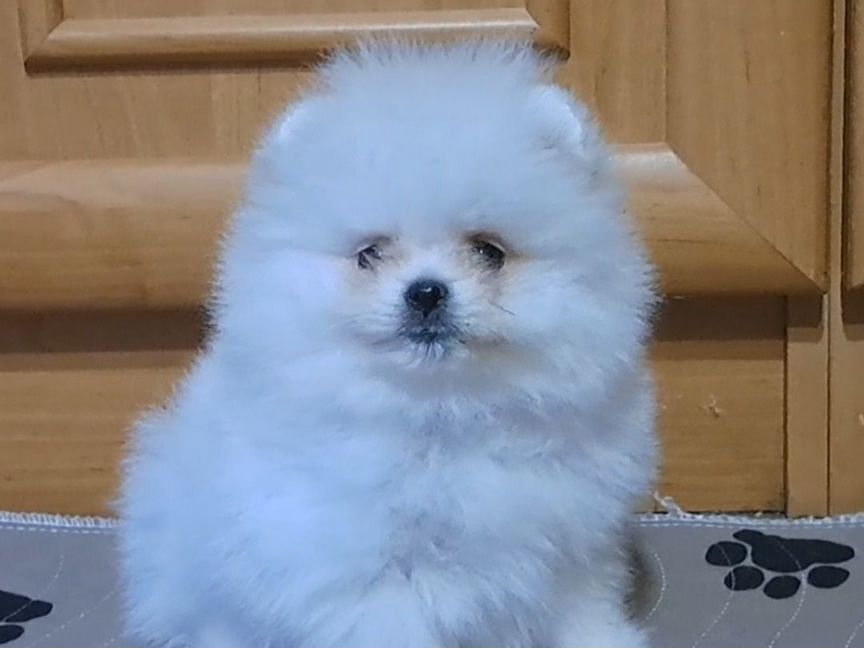 Щенки померанского шпица